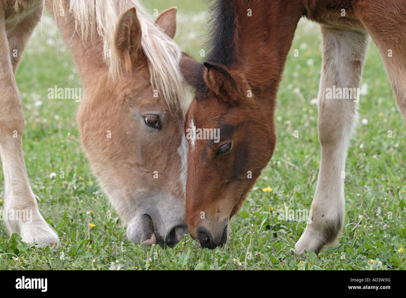 Foals in stable hi-res stock photography and images - Alamy