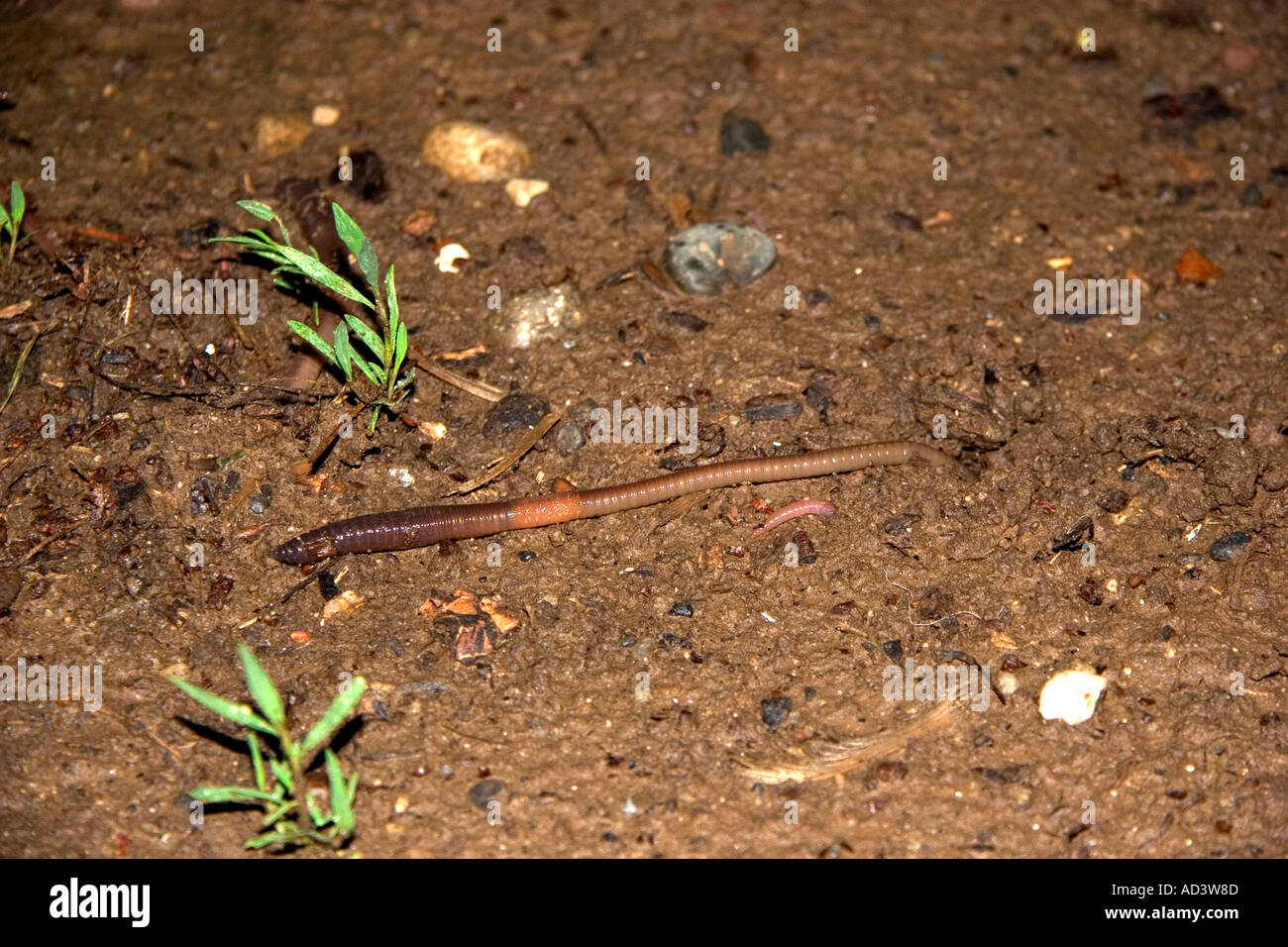 Night crawler worm emerging from hole Stock Photo - Alamy