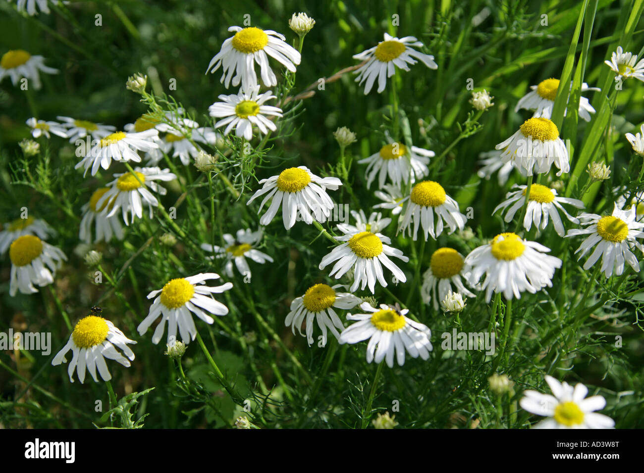 Scentless Mayweed, Matricaria perforata or Tripleurospermum inodorum or ...