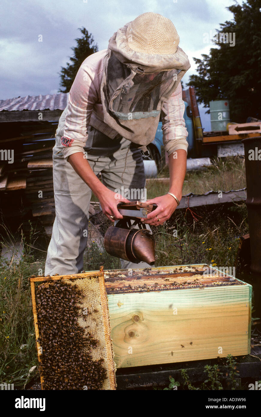 Female beekeeper using smoker calm hi-res stock photography and images ...