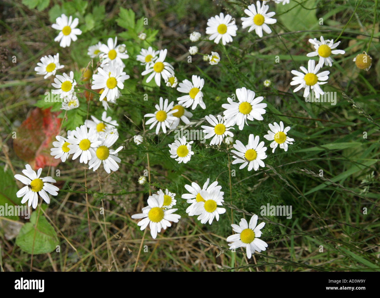 Scentless Mayweed, Matricaria perforata or Tripleurospermum inodorum or ...