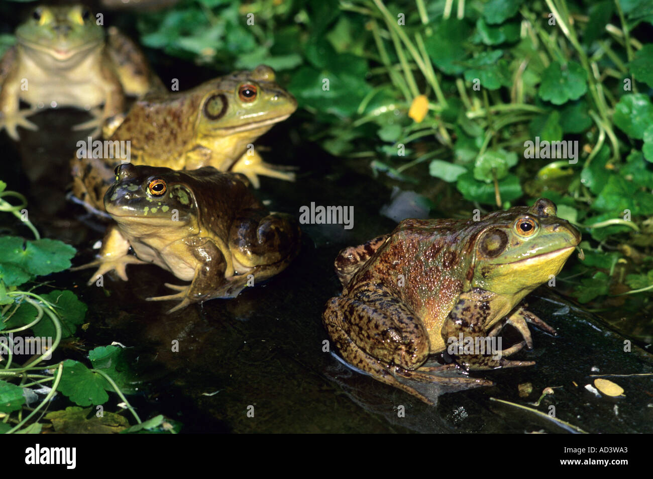 Frogs on log hi-res stock photography and images - Alamy