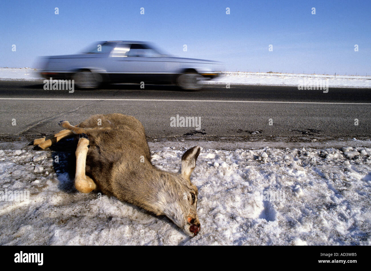 Dead deer lies hi-res stock photography and images - Alamy