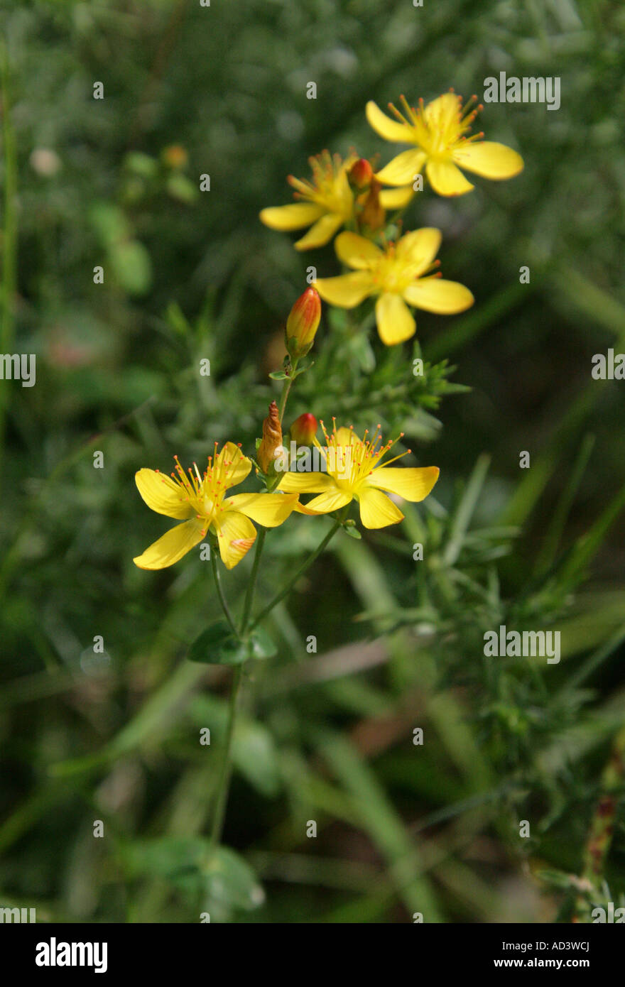 Slender St Johns Wort, Hypericum pulchrum, Hypericaceae Stock Photo - Alamy