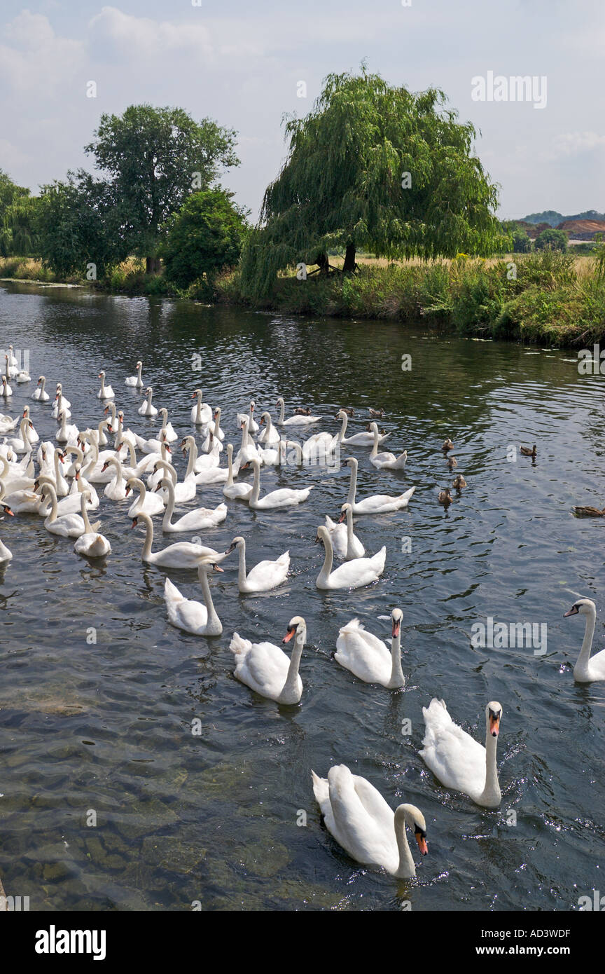 Swans on the river Nene at the Embankment Wellingborough ...