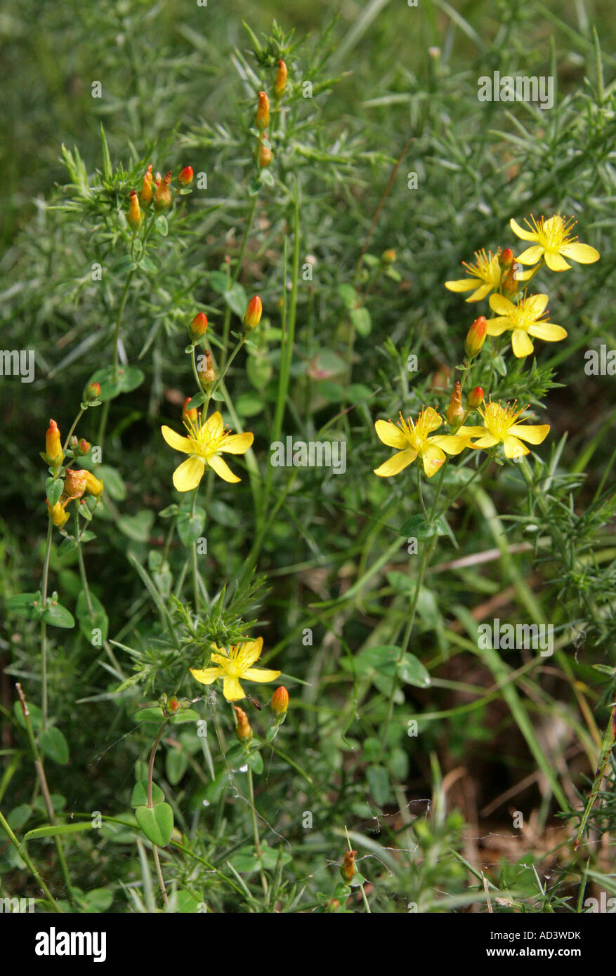 Slender St Johns Wort, Hypericum pulchrum, Hypericaceae Stock Photo - Alamy