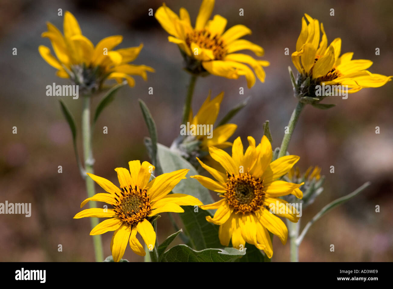 Mule ear daisy hi-res stock photography and images - Alamy