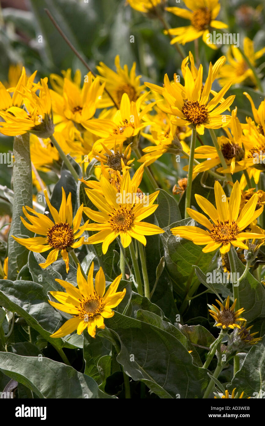 Mule ear daisy hi-res stock photography and images - Alamy