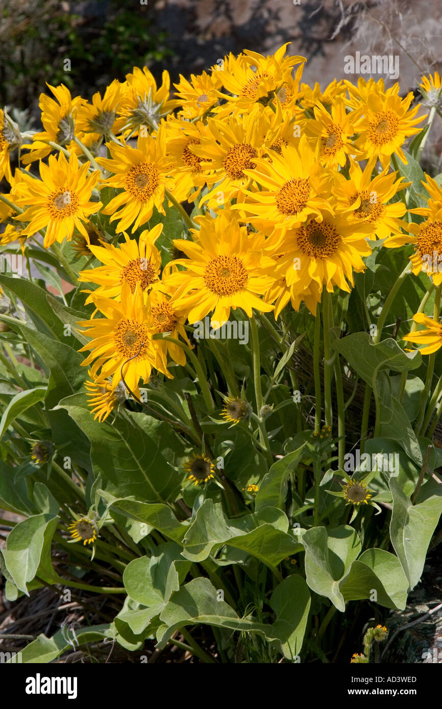 Mules ear wildflower in Idaho Stock Photo - Alamy