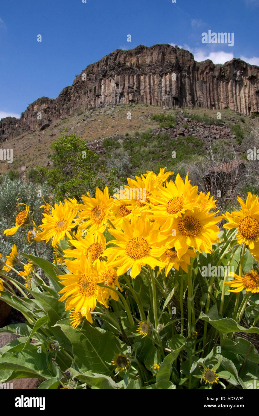 Mule ear daisy hi-res stock photography and images - Alamy