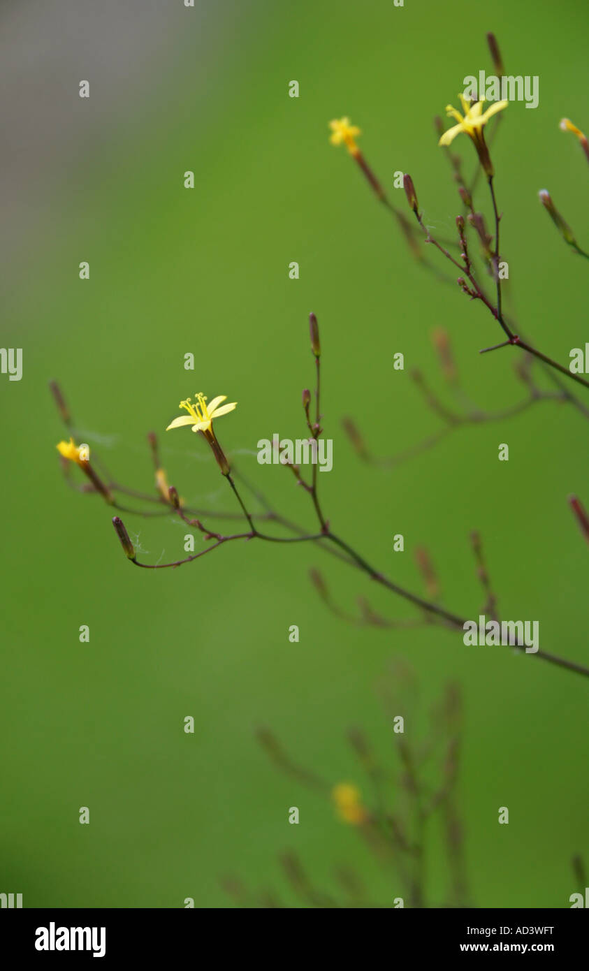Wall Lettuce, Lactuca muralis (Mycelis muralis), Asteraceae (Compositae ...