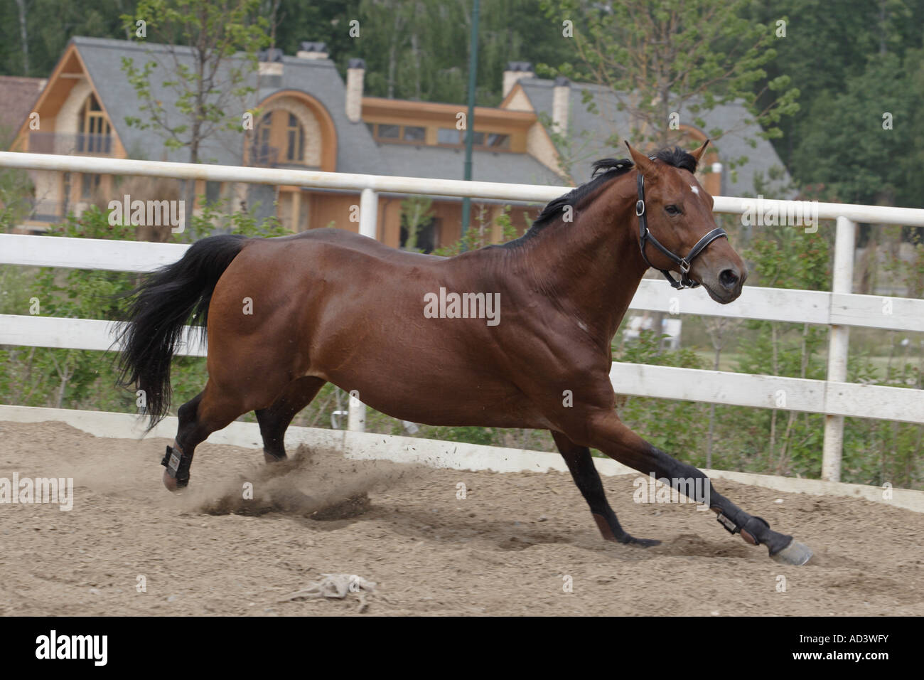 Anglo arabian horse hi-res stock photography and images - Alamy