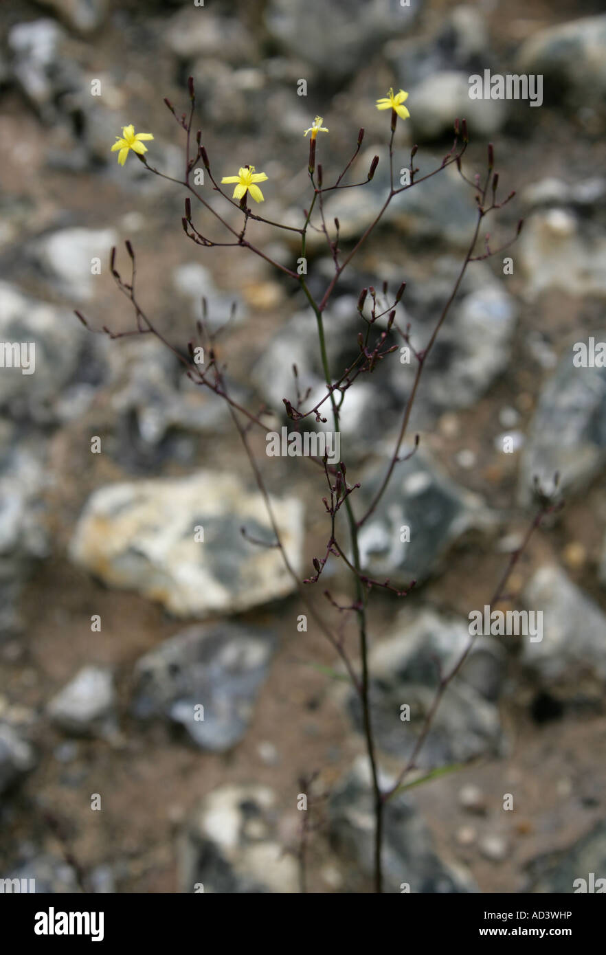 Wall Lettuce, Lactuca muralis (Mycelis muralis), Asteraceae (Compositae ...
