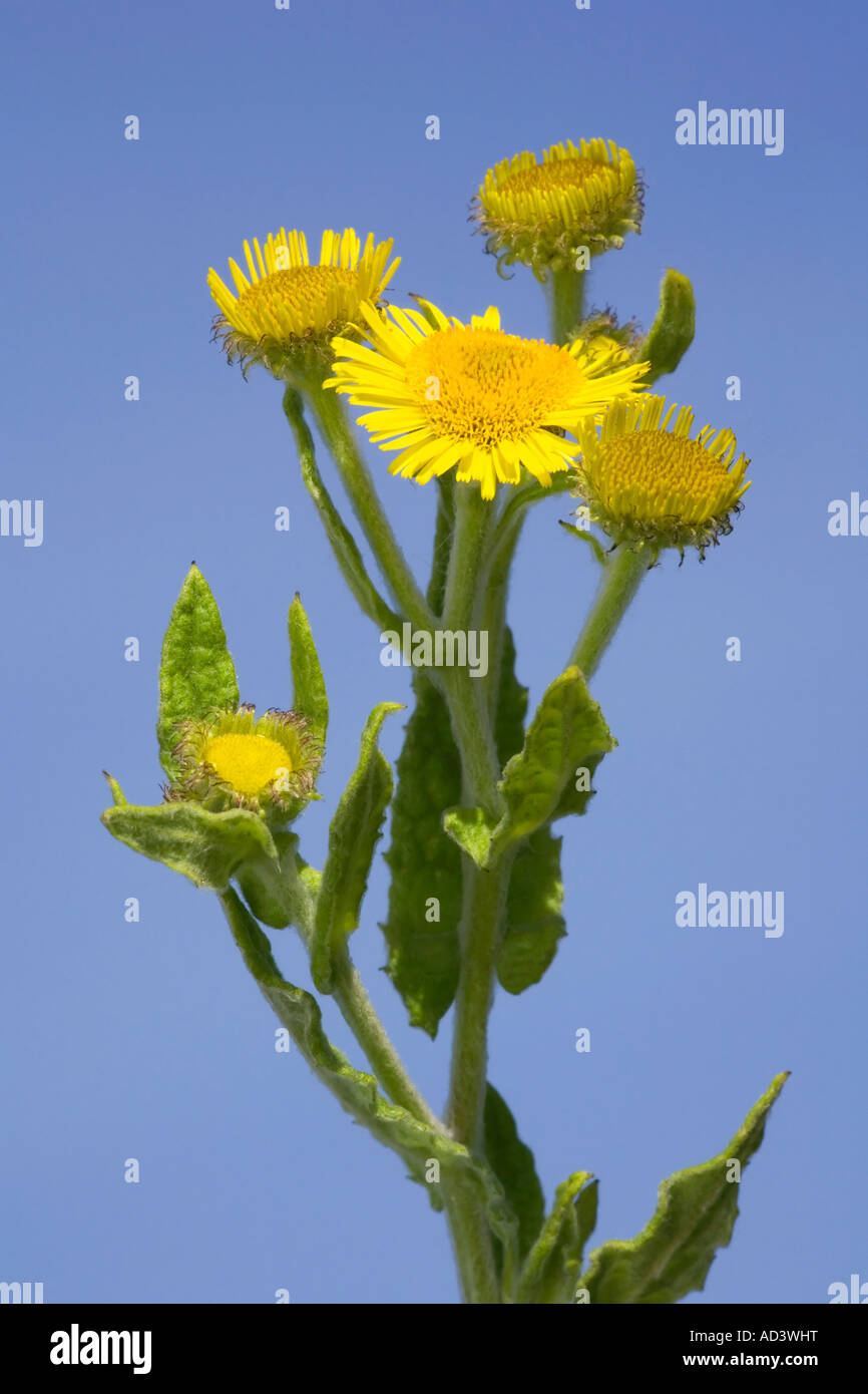 The flowering head of the Common Fleabane Stock Photo - Alamy