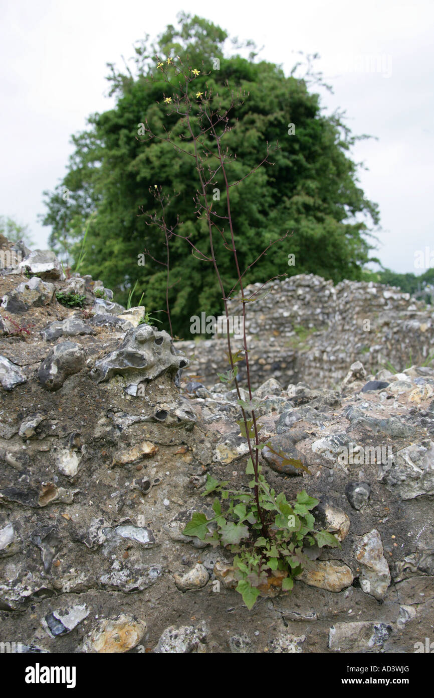 Wall Lettuce, Lactuca muralis (Mycelis muralis), Asteraceae (Compositae ...