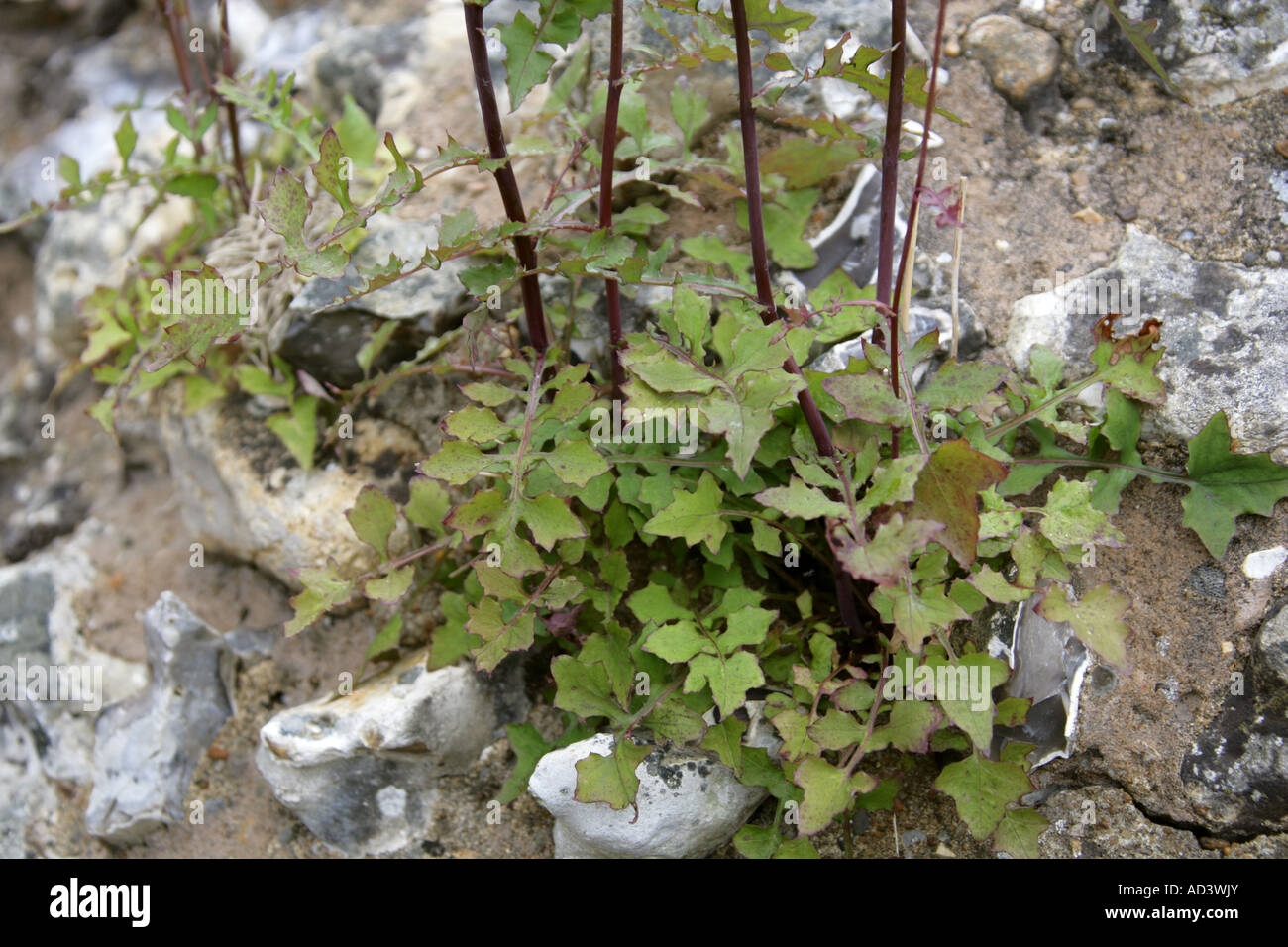 Wall Lettuce, Lactuca muralis (Mycelis muralis), Asteraceae (Compositae ...