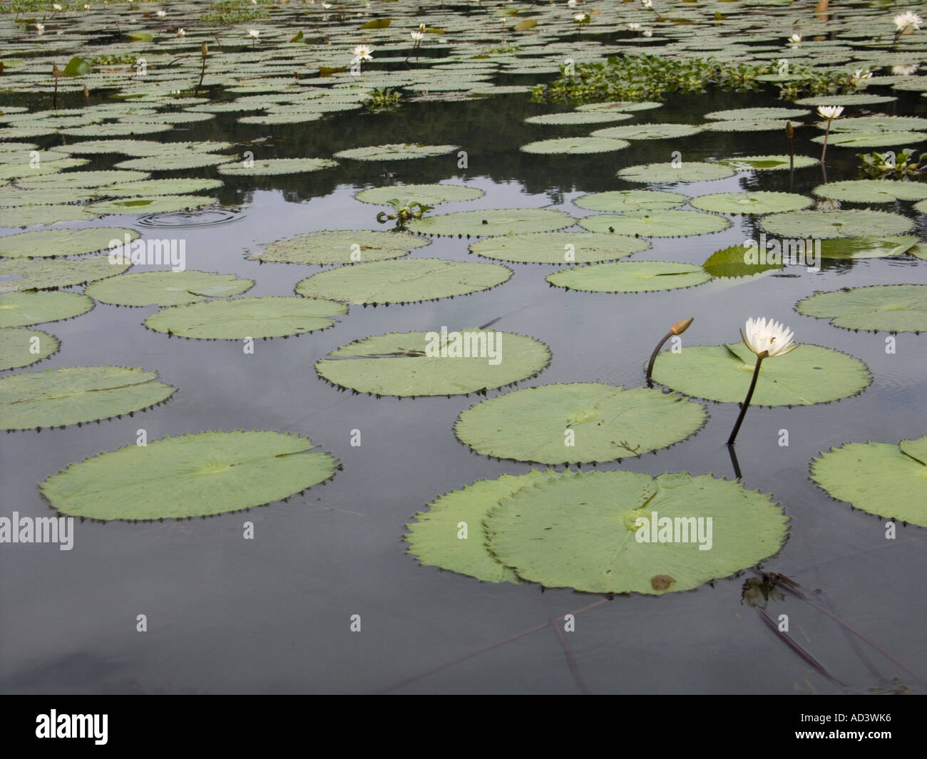 River life and river water Stock Photo - Alamy
