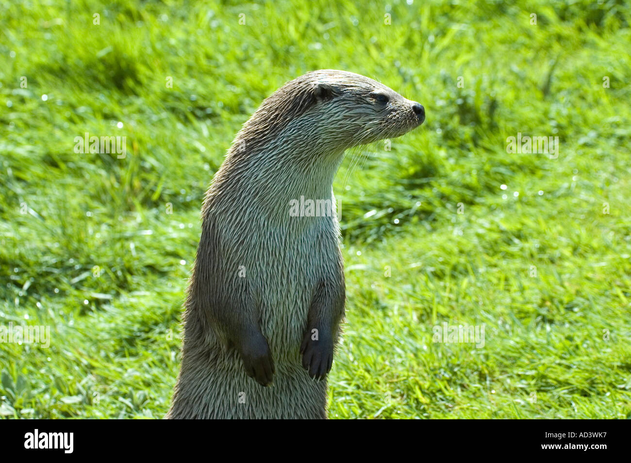 Otter standing on hind legs hi-res stock photography and images - Alamy