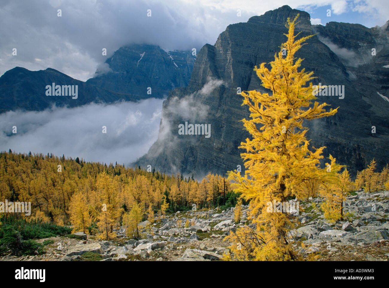 Golden larch trees in fall colour as viewed from Mount Fairview on ...