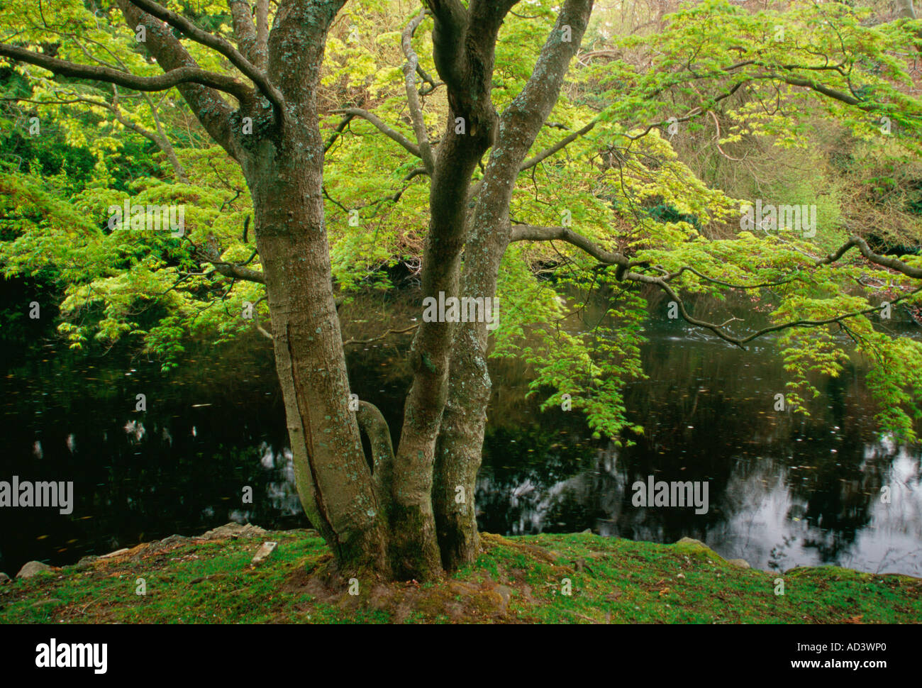 Canada maple trees spring hi-res stock photography and images - Alamy