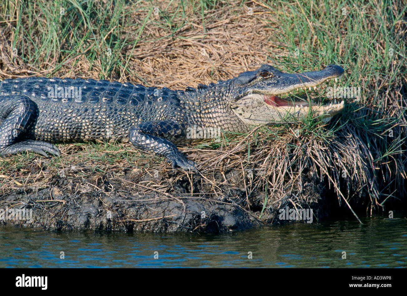 Early reptiles hi-res stock photography and images - Alamy