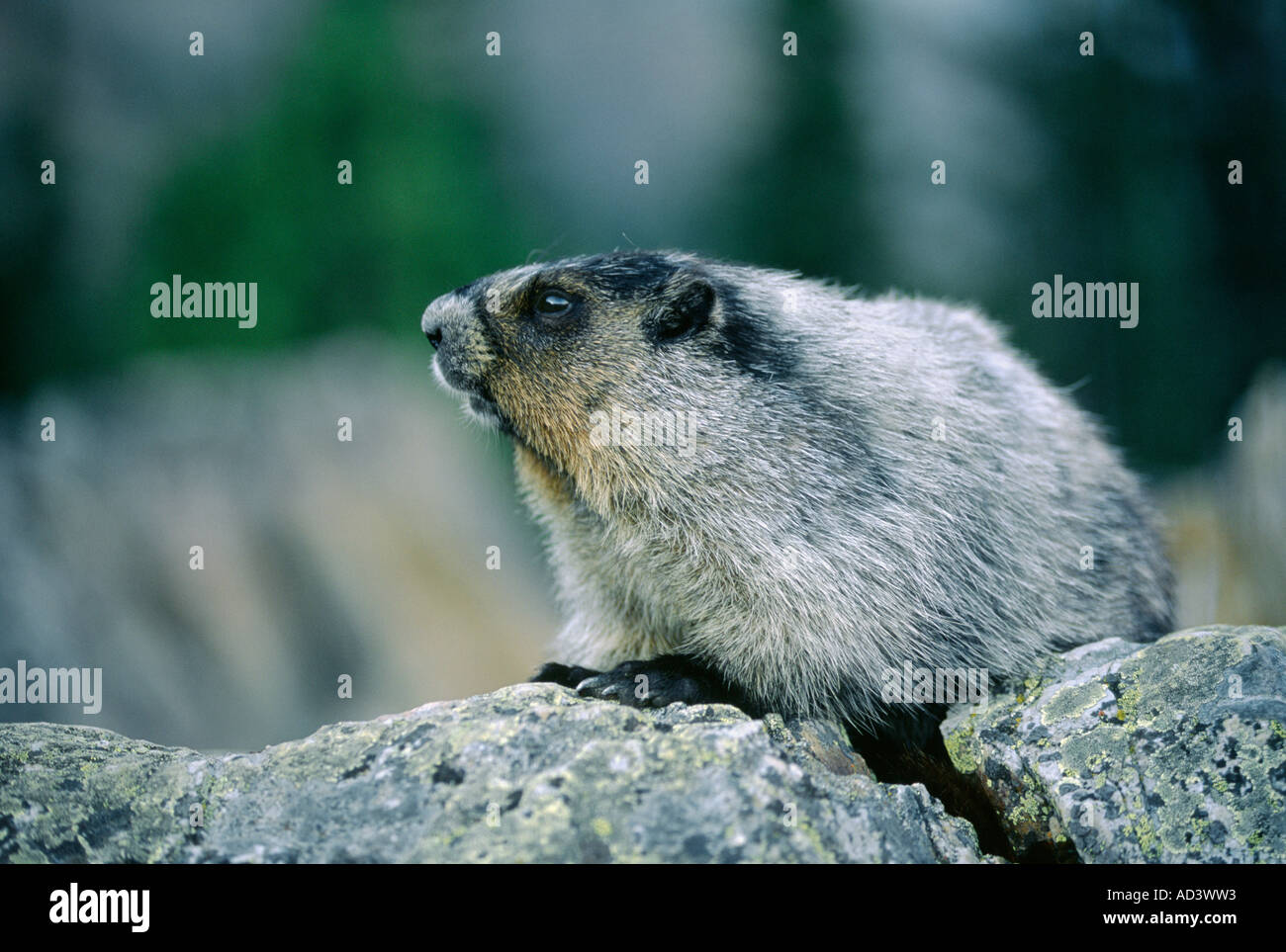 Relaxing near den hi-res stock photography and images - Alamy