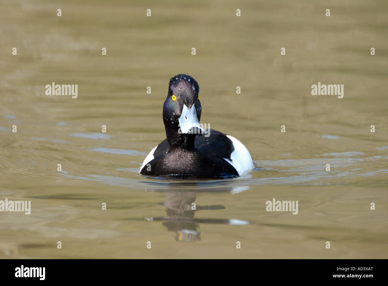 Male Tufted Duck swimming in open water Stock Photo - Alamy