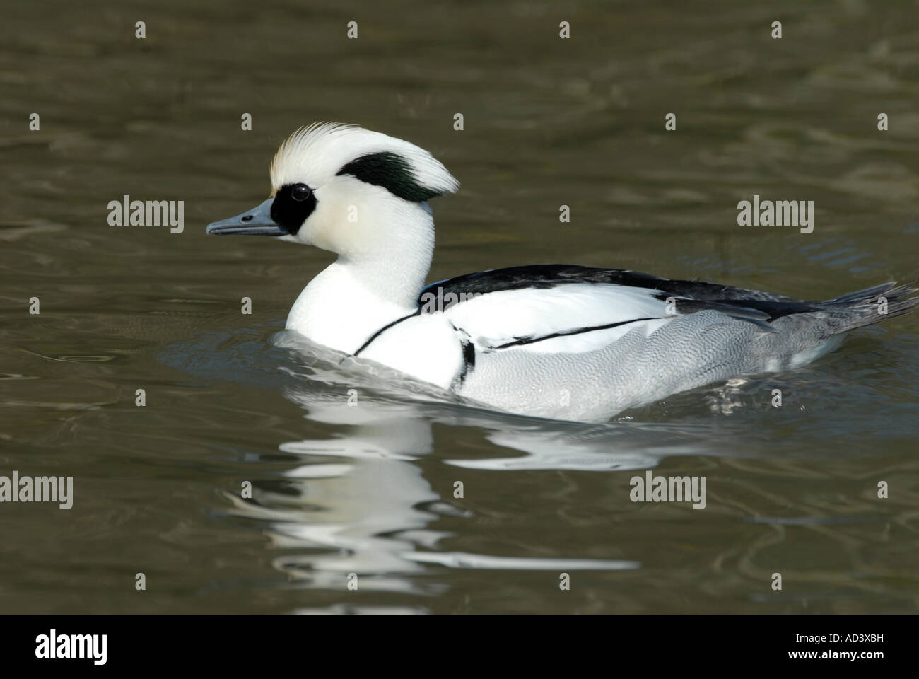 Male Smew swimming in open water Stock Photo - Alamy