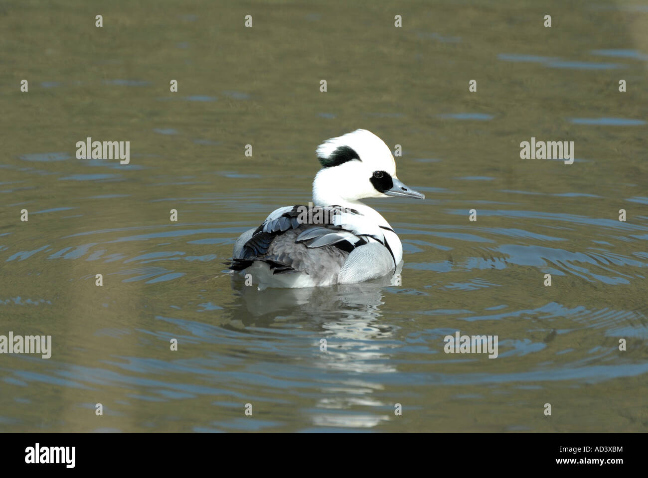 Male Smew swimming in open water Stock Photo - Alamy