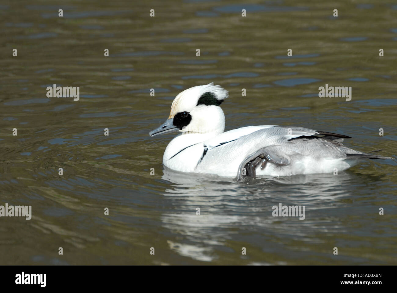 Male Smew swimming in open water Stock Photo - Alamy