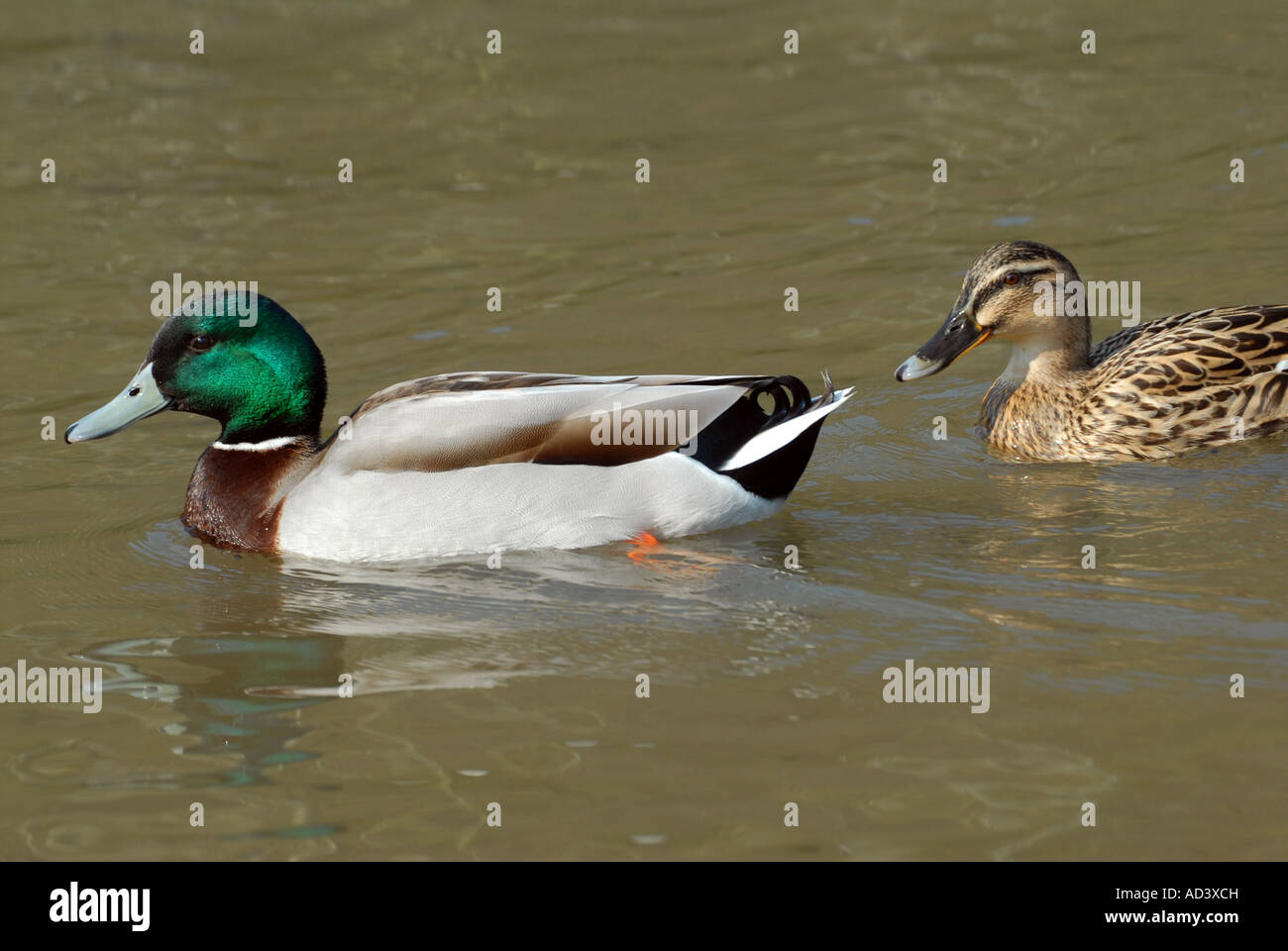 A pair of Mallard swimming in open water Stock Photo - Alamy