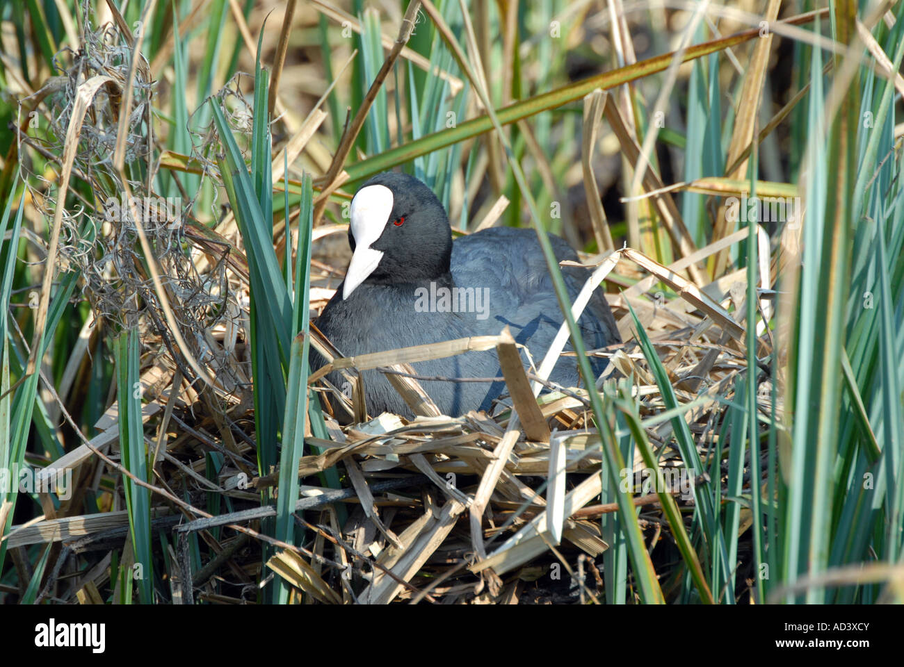 Black duck nest hi-res stock photography and images - Alamy