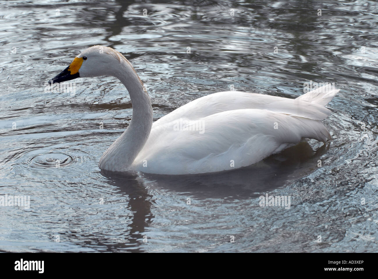 Adult swan beak open hi-res stock photography and images - Alamy