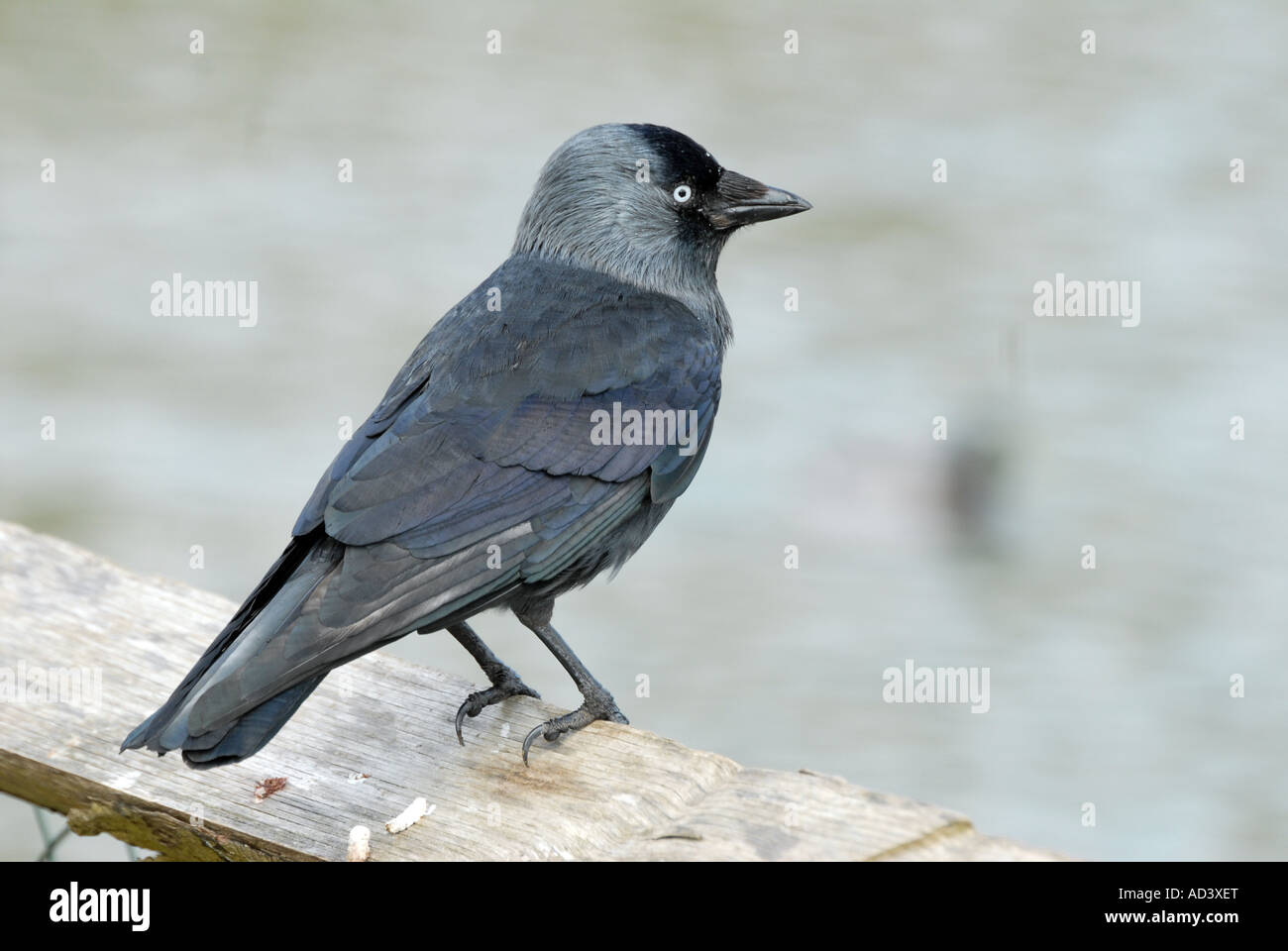 Jackdaw looking alert Stock Photo - Alamy