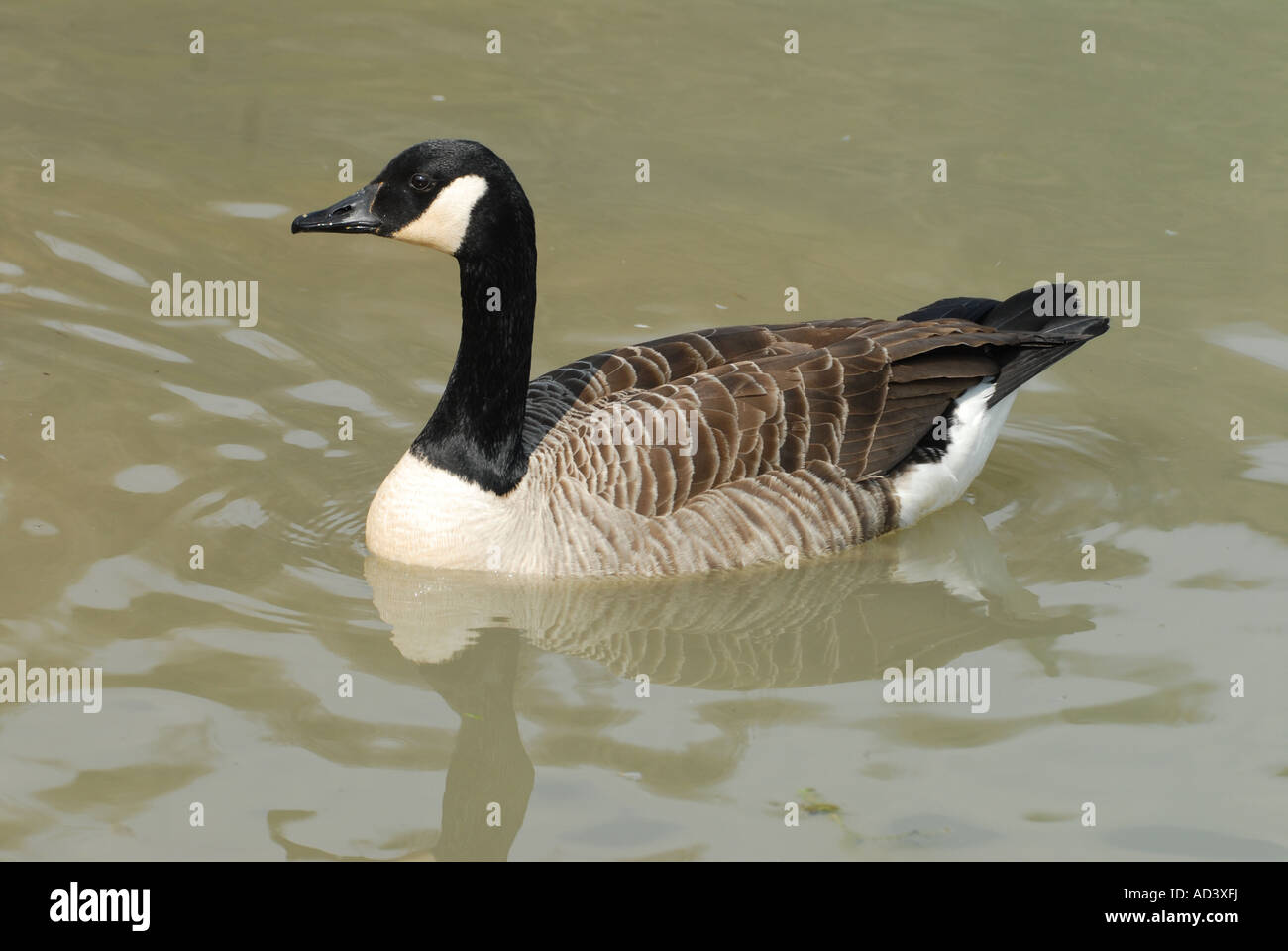 Canadian geese alert bird hi-res stock photography and images - Alamy