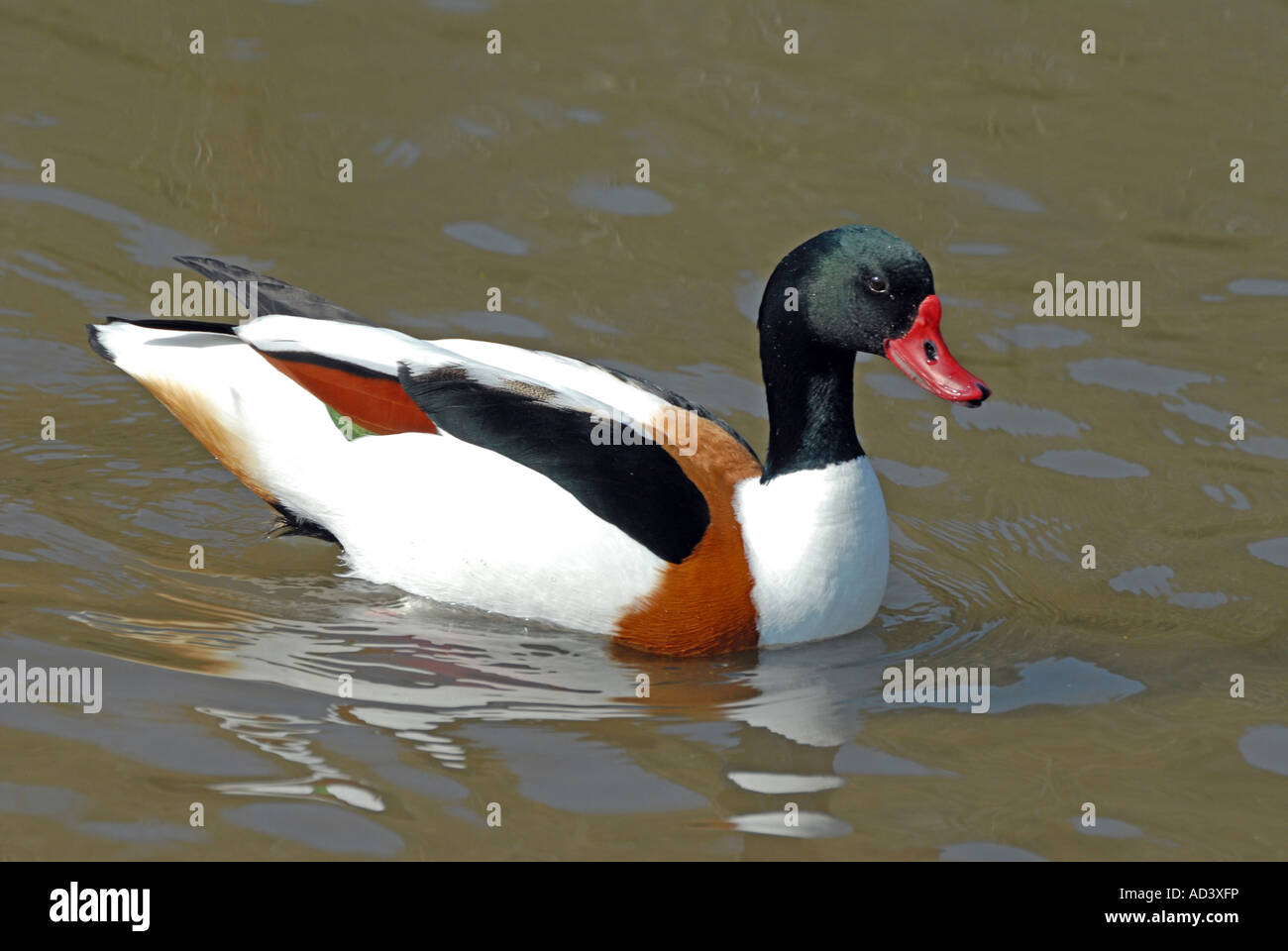 Black and white shelduck hi-res stock photography and images - Alamy