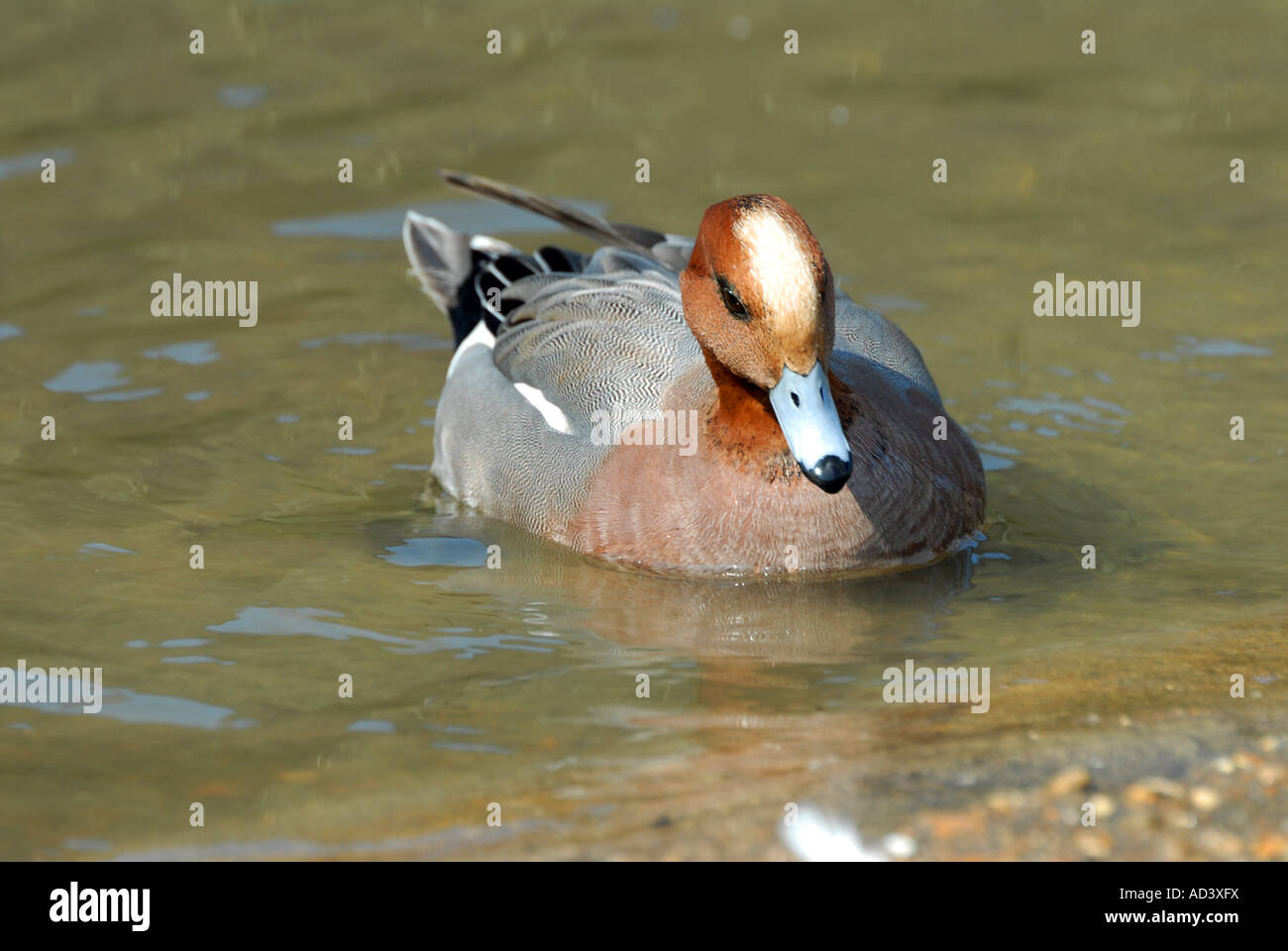 Wigeon estuary hi-res stock photography and images - Alamy