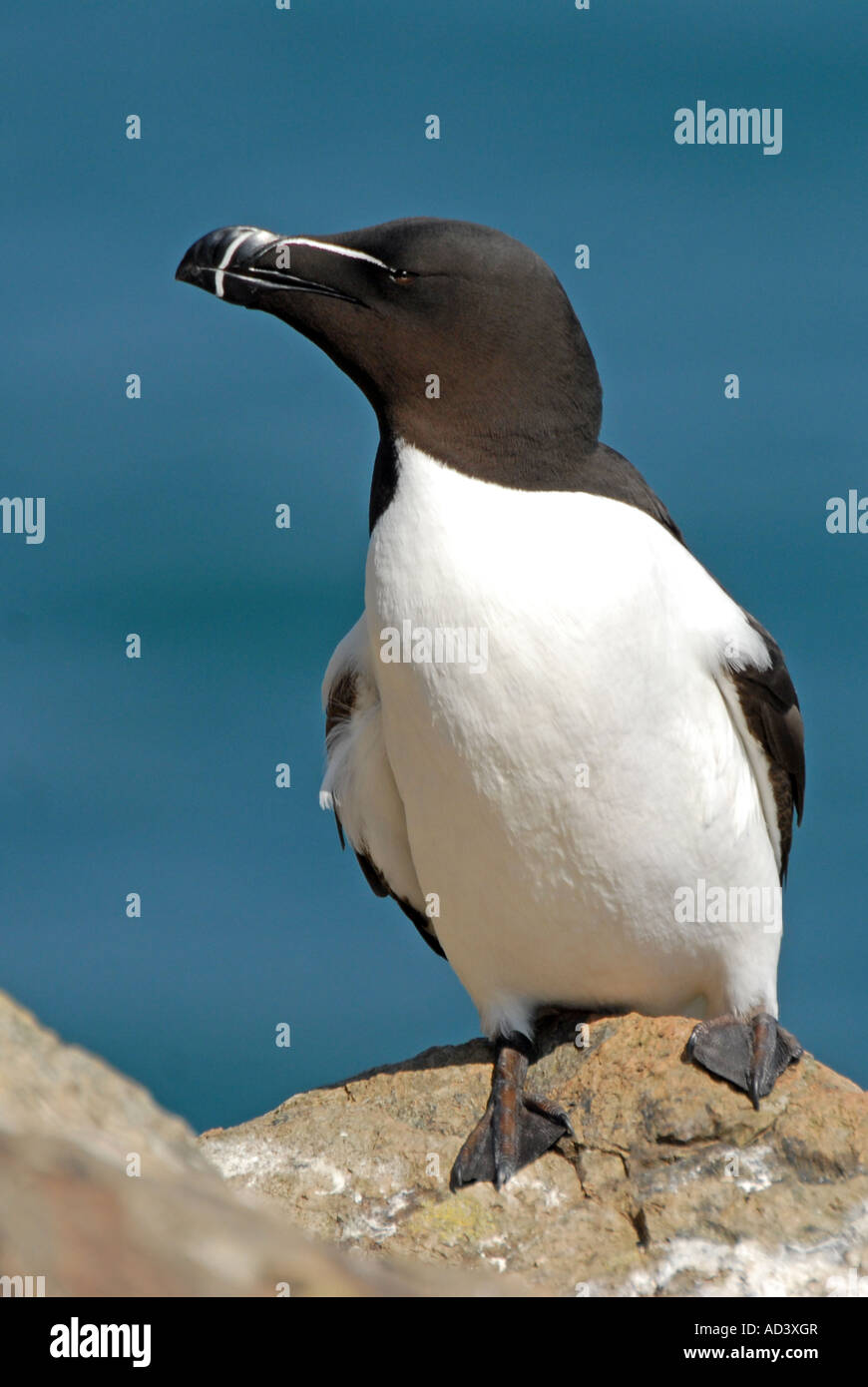 A classic Razorbill portrait Stock Photo - Alamy
