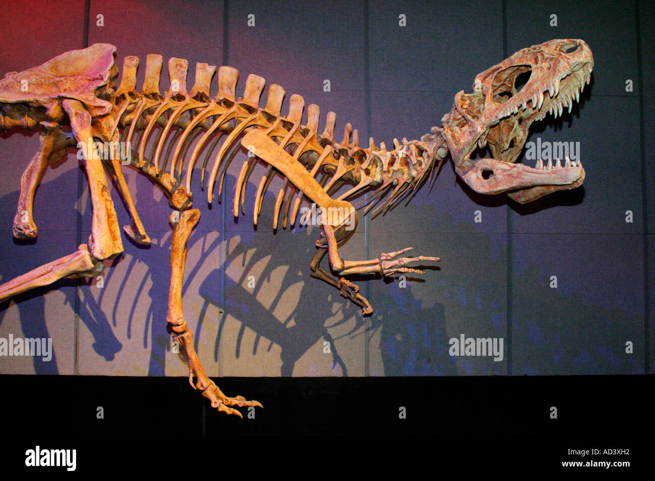 Skeletal structure replica of Tyrannosaurus Rex dinosaur-Royal Tyrrell ...
