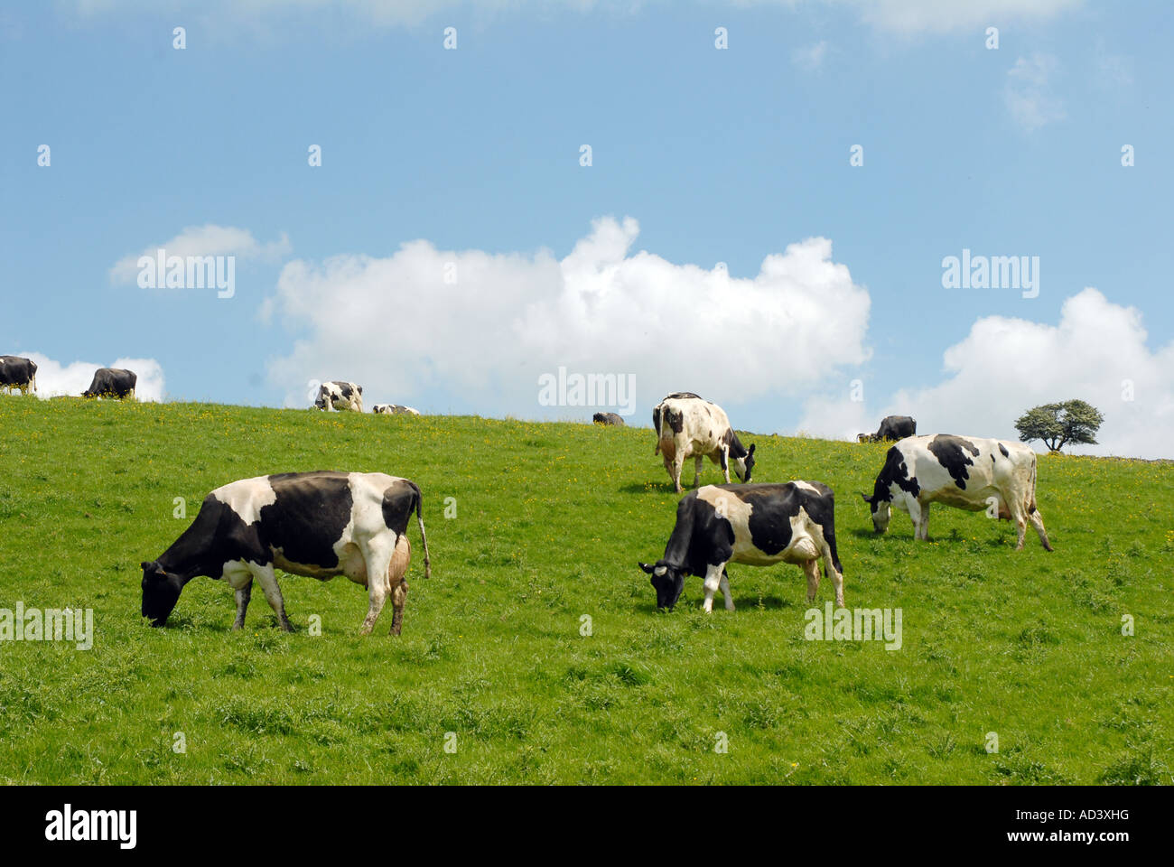 Herd of Cows Friesian Holstein Grazing Stock Photo - Alamy