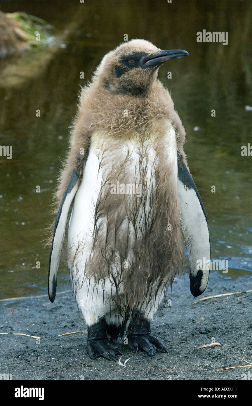 Penguin chicks molting hi-res stock photography and images - Alamy