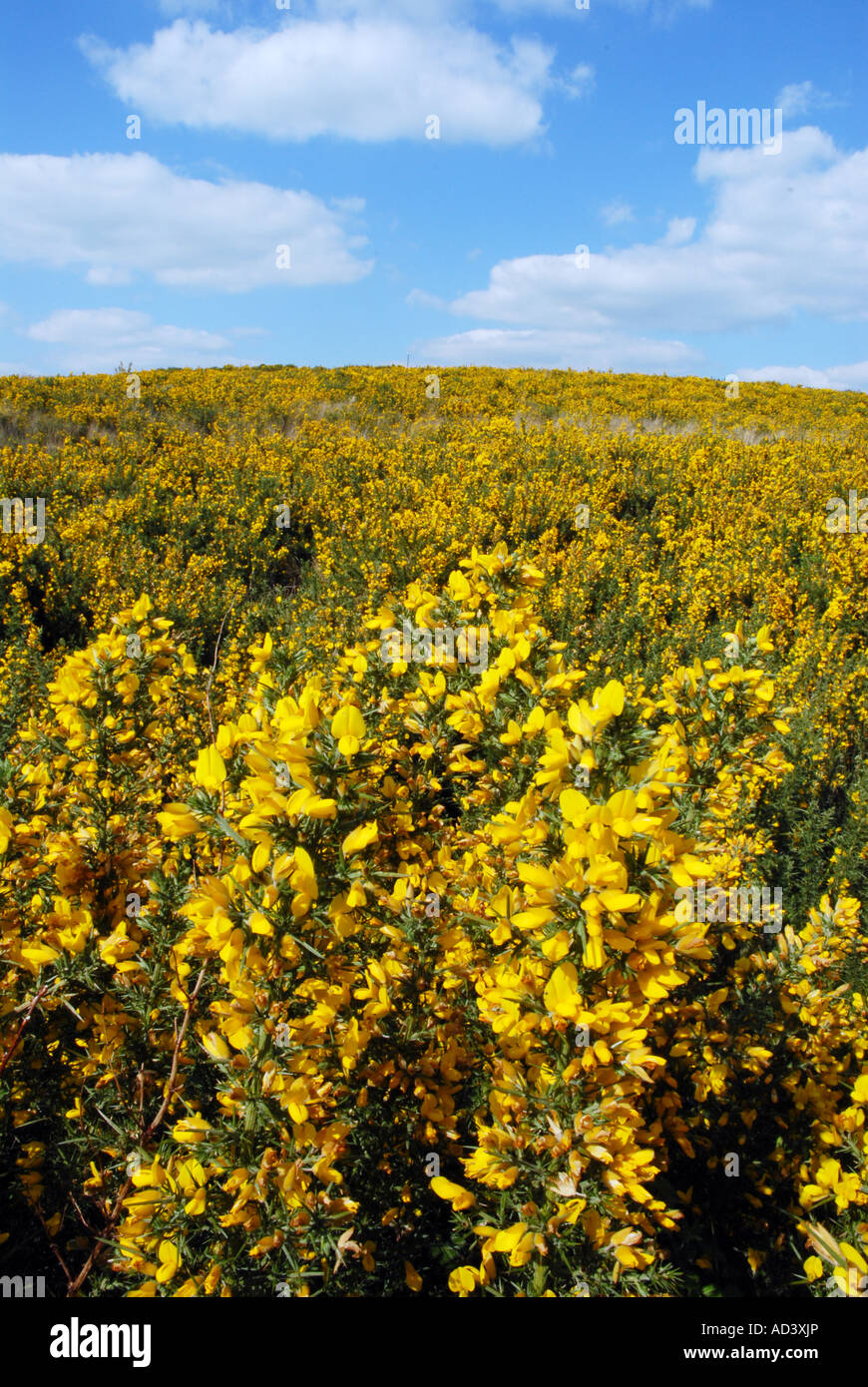 Dense gorse hi-res stock photography and images - Alamy