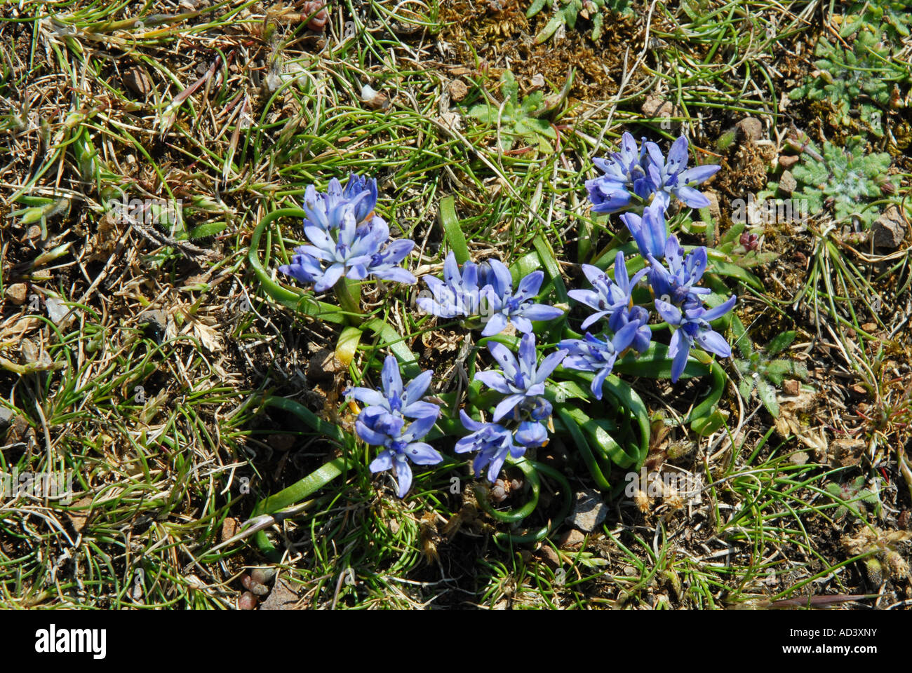 Spring Squill growing on cliff top Stock Photo - Alamy