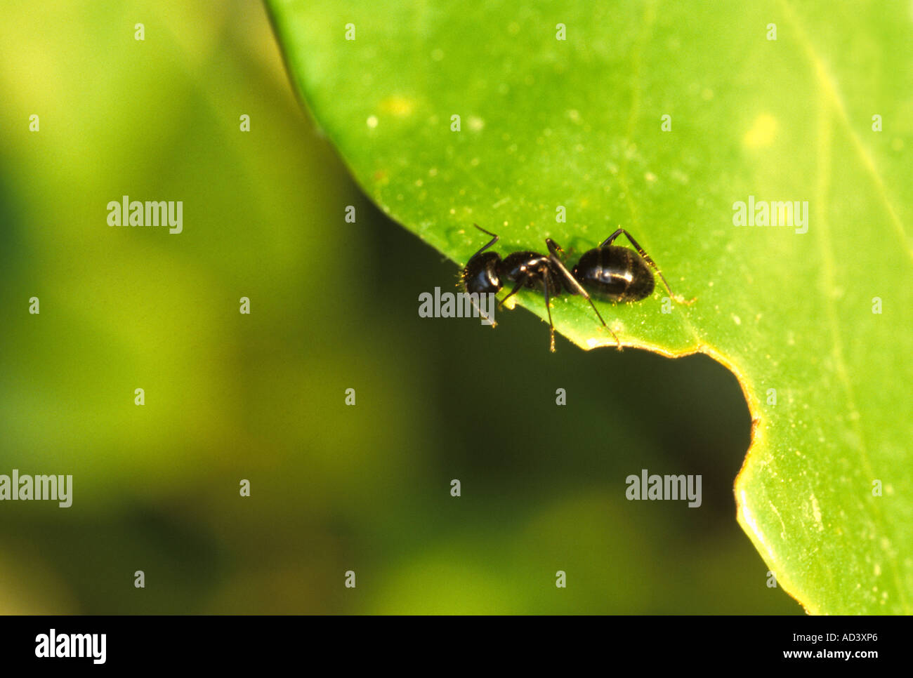 Ant fear hi-res stock photography and images - Alamy