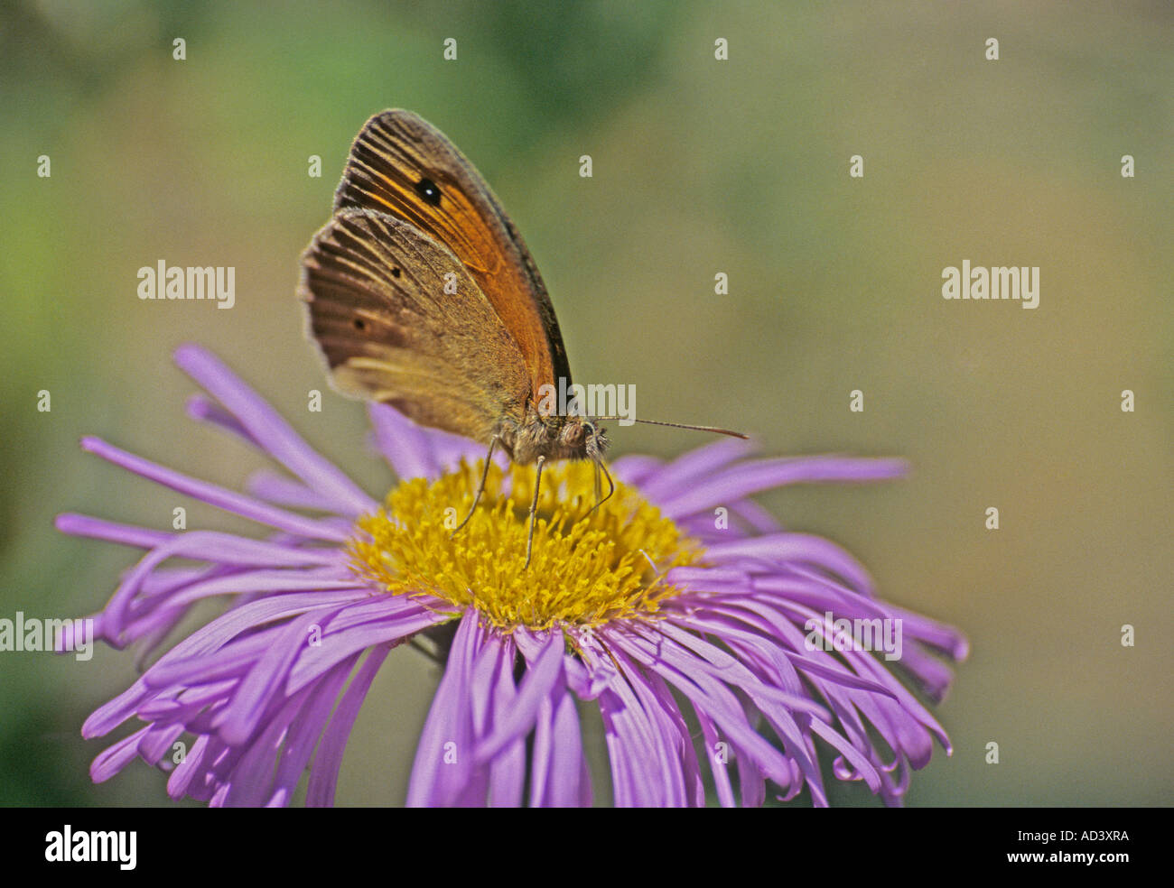 Ecosistema prato hi-res stock photography and images - Alamy