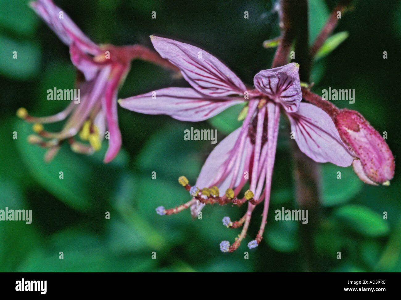 Heilpflanzenkunde hi-res stock photography and images - Alamy