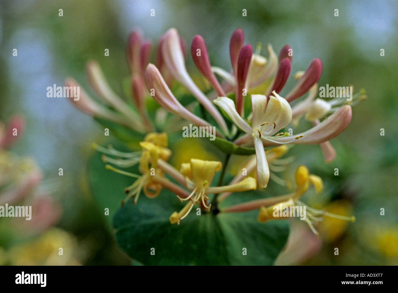 Lonicera caprifolium - Honeysuckle Stock Photo - Alamy