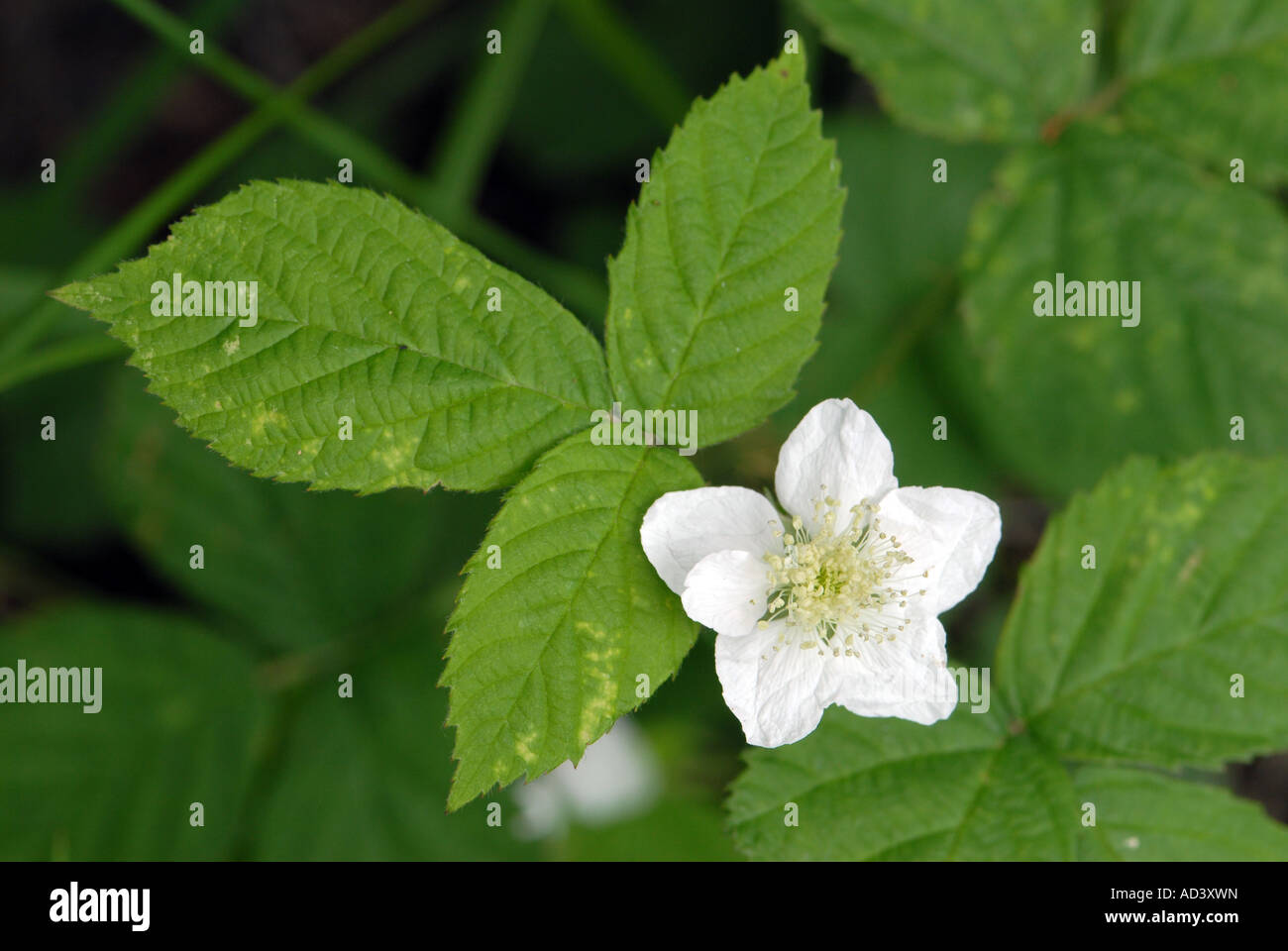 A single Bramble flower and leaf Stock Photo - Alamy