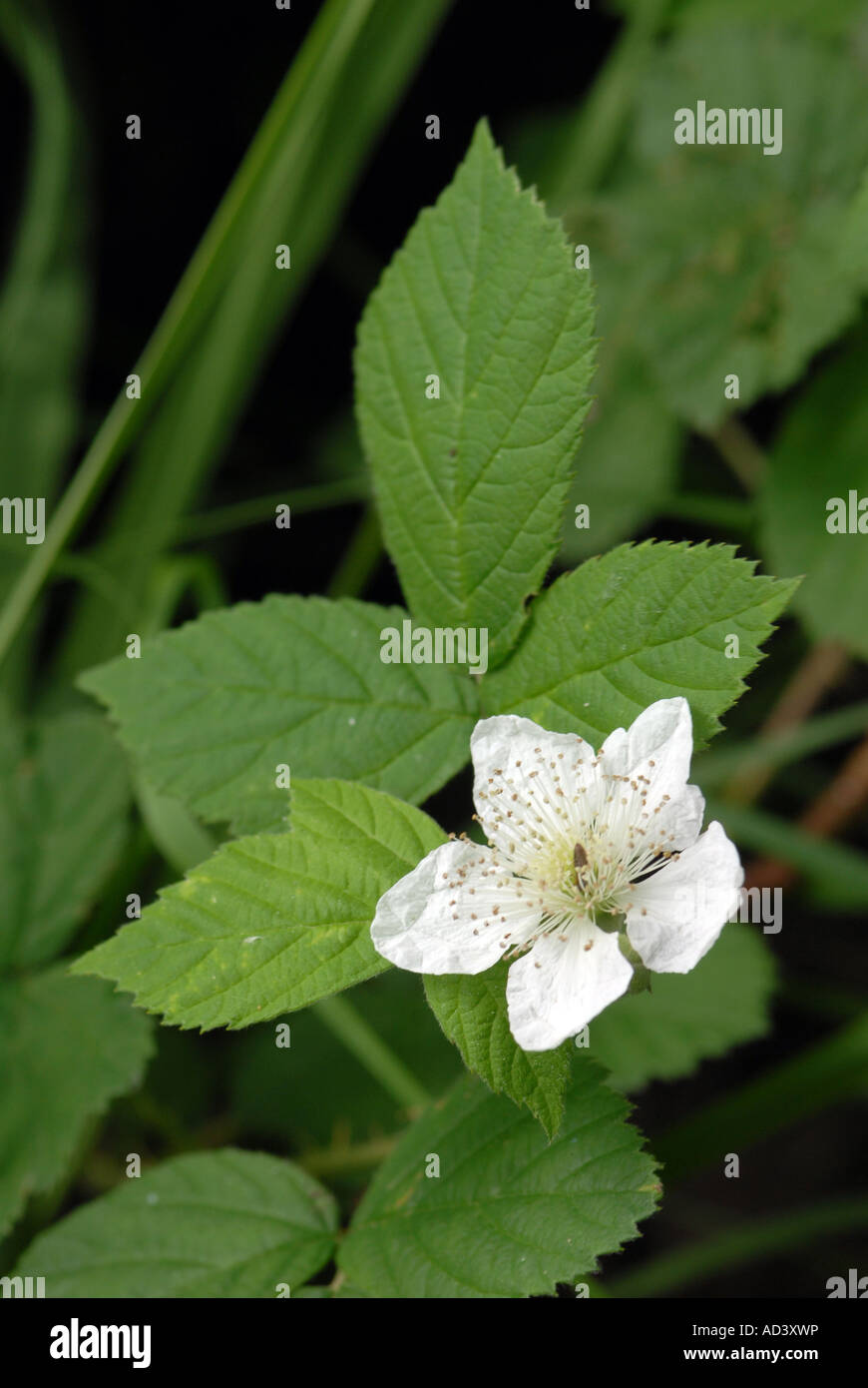 A single Bramble flower and leaf Stock Photo - Alamy