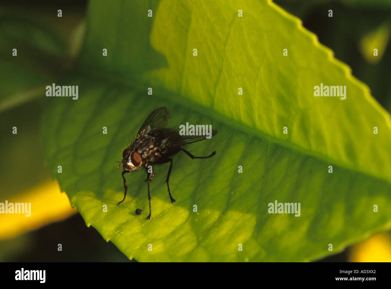 Pharia High Resolution Stock Photography and Images - Alamy